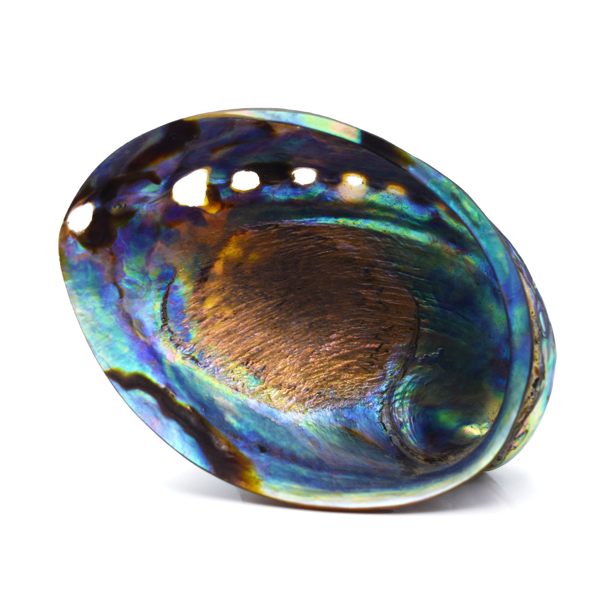 Polished Abalone Seashell – Two Feathers Brighton
